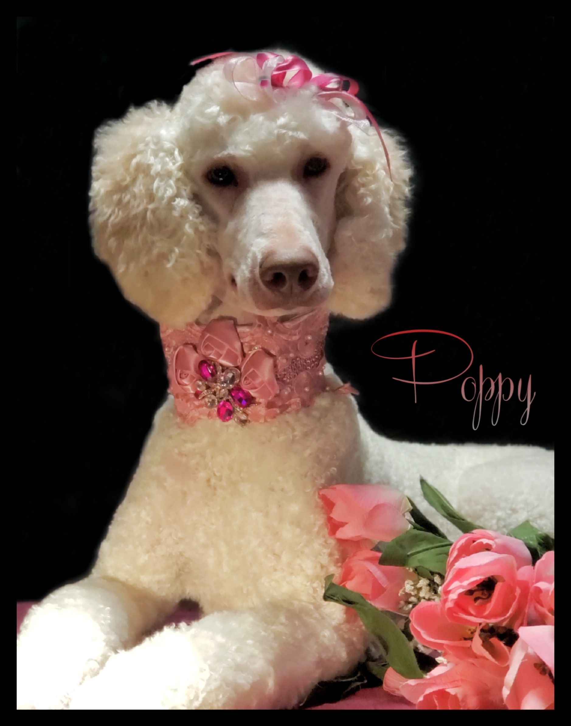 Poppy